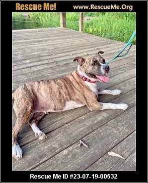 - Rhode Island Dog Rescue - ADOPTIONS - Rescue Me!