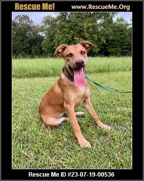 - Rhode Island Dog Rescue - ADOPTIONS - Rescue Me!