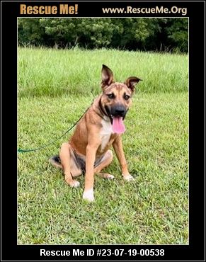 - Rhode Island Dog Rescue - ADOPTIONS - Rescue Me!