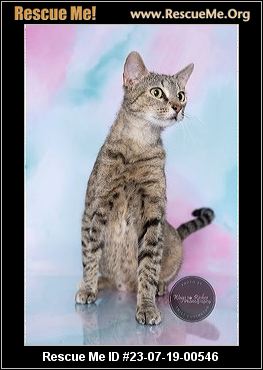 - Rhode Island Cat Rescue - ADOPTIONS - Rescue Me!