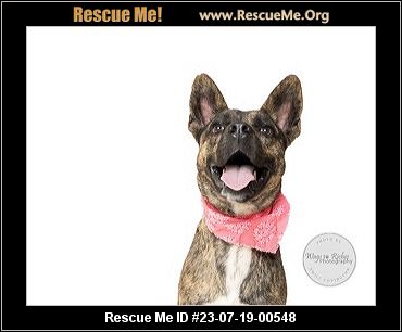 - Rhode Island Dog Rescue - ADOPTIONS - Rescue Me!
