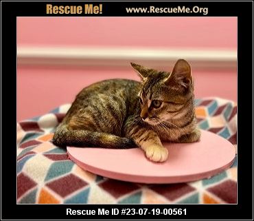 - Rhode Island Cat Rescue - ADOPTIONS - Rescue Me!