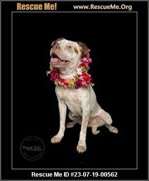 - Rhode Island Dog Rescue - ADOPTIONS - Rescue Me!