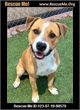 - Arizona Pit Bull Rescue - ADOPTIONS - Rescue Me!