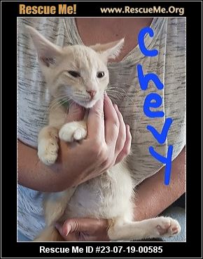 - Virginia Cat Rescue - ADOPTIONS - Rescue Me!