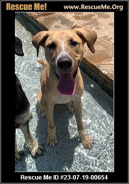 - Colorado Lab Rescue - ADOPTIONS - Rescue Me!