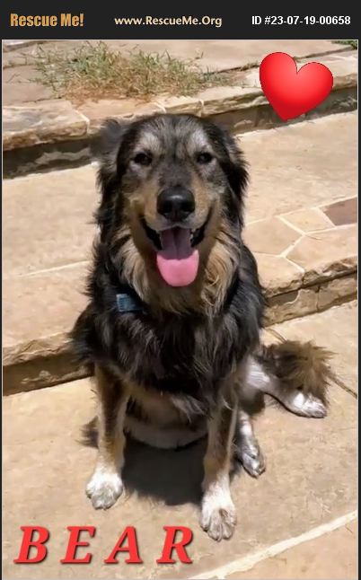 ADOPT 23071900658 ~ Golden Retriever Rescue ~ Colorado