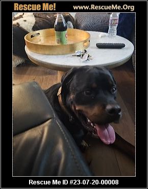 - Texas Rottweiler Rescue - ADOPTIONS - Rescue Me!