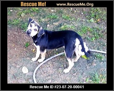 - Illinois Beagle Rescue - ADOPTIONS - Rescue Me!
