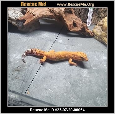 - Missouri Reptile/Amphibian Rescue - ADOPTIONS - Rescue Me!