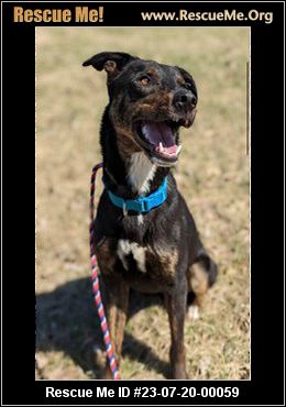 - Minnesota Dog Rescue - ADOPTIONS - Rescue Me!