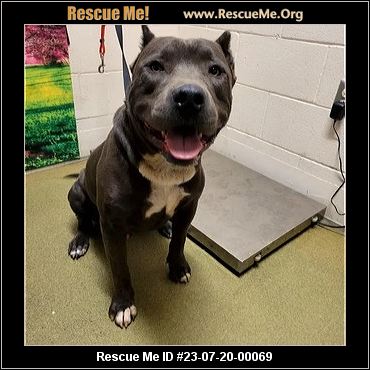 - California Pit Bull Rescue - ADOPTIONS - Rescue Me!