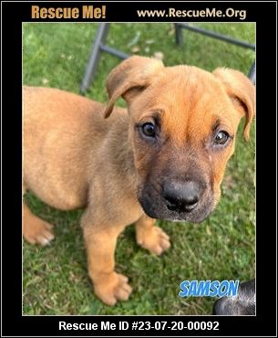 - Wisconsin Dog Rescue - ADOPTIONS - Rescue Me!