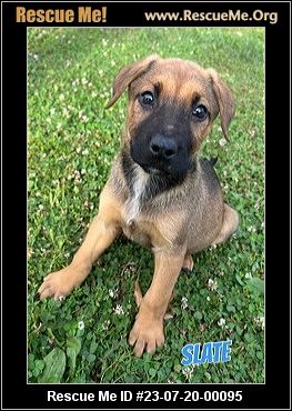 - Wisconsin Dog Rescue - ADOPTIONS - Rescue Me!