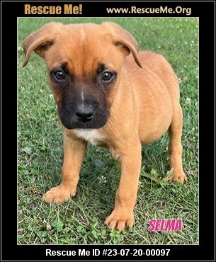 - Wisconsin Dog Rescue - ADOPTIONS - Rescue Me!