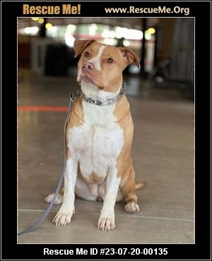 - Arizona Pit Bull Rescue - ADOPTIONS - Rescue Me!