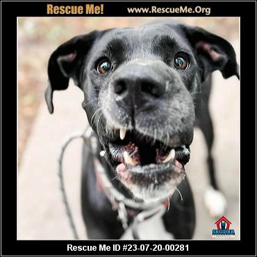 - Texas Great Dane Rescue - ADOPTIONS - Rescue Me!