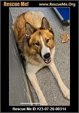 - Oklahoma Dog Rescue - ADOPTIONS - Rescue Me!