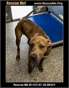 - Oklahoma Dog Rescue - ADOPTIONS - Rescue Me!