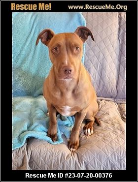 - Arizona Pit Bull Rescue - ADOPTIONS - Rescue Me!