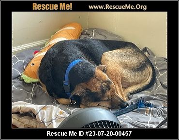 - New York Dog Rescue - ADOPTIONS - Rescue Me!