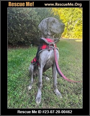 - Virginia Great Dane Rescue - ADOPTIONS - Rescue Me!