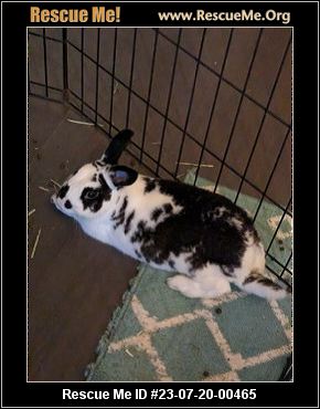 - Louisiana Rabbit Rescue - ADOPTIONS - Rescue Me!
