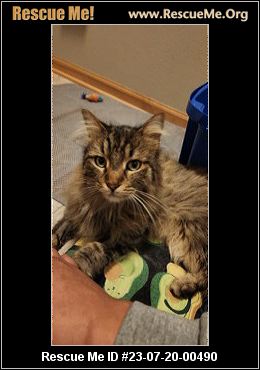 - Wisconsin Cat Rescue - ADOPTIONS - Rescue Me!