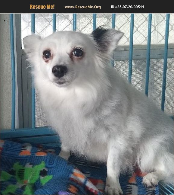 ADOPT 23072000511 ~ Pomeranian Rescue ~ Clear Lake, IA