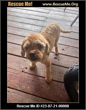 - Oklahoma Dog Rescue - ADOPTIONS - Rescue Me!