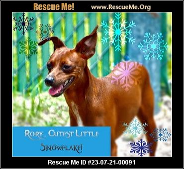 - Florida Miniature Pinscher Rescue - ADOPTIONS - Rescue Me!