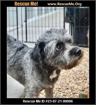 - Florida Poodle Rescue - ADOPTIONS - Rescue Me!