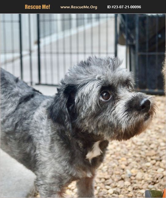 ADOPT 23072100096 ~ Schnauzer Rescue ~ Fort Myers, FL