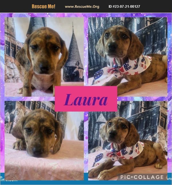 ADOPT 23072100127 ~ Catahoula Rescue ~ Ringwood, NJ