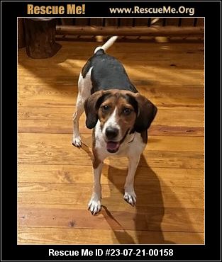 - South Carolina Dog Rescue - ADOPTIONS - Rescue Me!