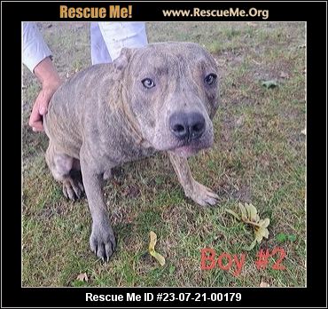 - Michigan Pit Bull Rescue - ADOPTIONS - Rescue Me!
