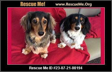- Arizona Dog Rescue / Sherry Petta Rescue - Tempe, AZ - AVAILABLE PETS