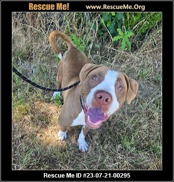 - Oregon Dog Rescue - ADOPTIONS - Rescue Me!