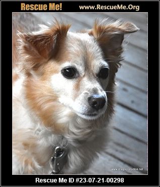 - Washington Dog Rescue - ADOPTIONS - Rescue Me!