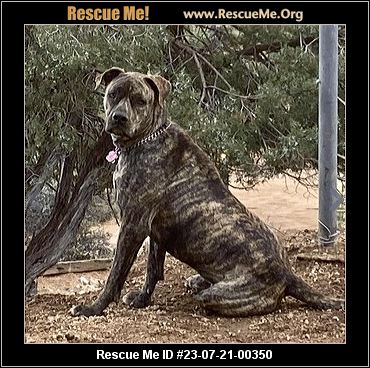 - Nevada Dog Rescue - ADOPTIONS - Rescue Me!