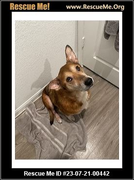 - Texas Corgi Rescue - ADOPTIONS - Rescue Me!