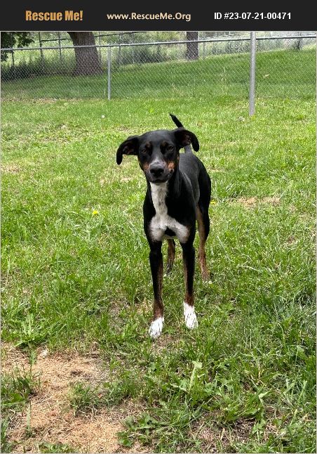 ADOPT 23072100471 ~ Whippet Rescue ~ Colorado Springs, CO
