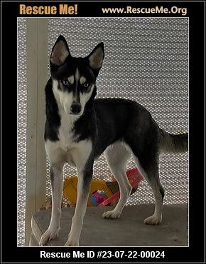 - Ohio Siberian Husky Rescue - ADOPTIONS - Rescue Me!