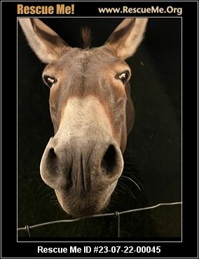 - Alabama Farm Animal Rescue - ADOPTIONS - Rescue Me!