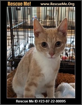 - Virginia Cat Rescue - ADOPTIONS - Rescue Me!