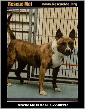 - New York Dog Rescue - ADOPTIONS - Rescue Me!