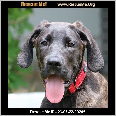 - Idaho Dog Rescue - ADOPTIONS - Rescue Me!