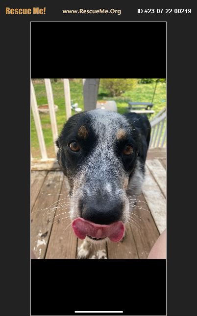 ADOPT 23072200219 ~ Australian Cattle Dog Rescue ~ Springfield, MO