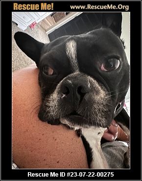 - Ohio Boston Terrier Rescue - ADOPTIONS - Rescue Me!