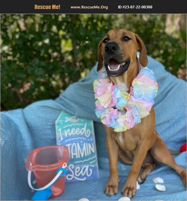 ADOPT 23072200388 ~ Black Mouth Cur Rescue ~ Sebring, FL